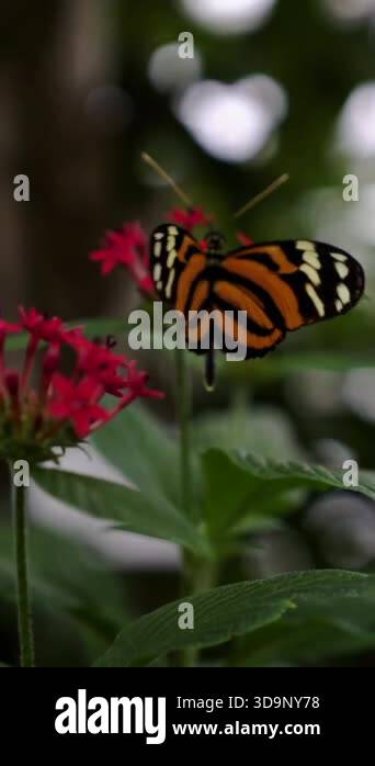 A beautiful butterfly with striking orange and black wings rests on ...