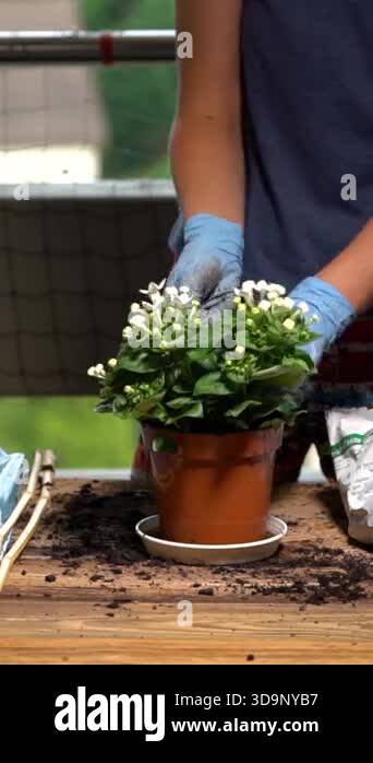 Learn how to plant flowers in pots using easy methods. This guide shows ...