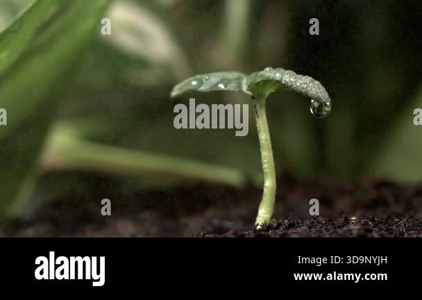 A slow motion video showing dew drops forming and rolling over a small ...