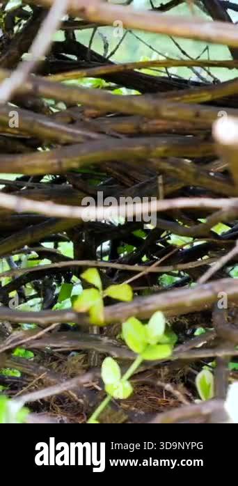 Discover the beauty of nature as thick vines and vibrant green leaves ...