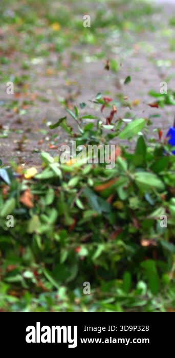 Closeup shot garden broom Stock Videos & Footage - HD and 4K Video ...