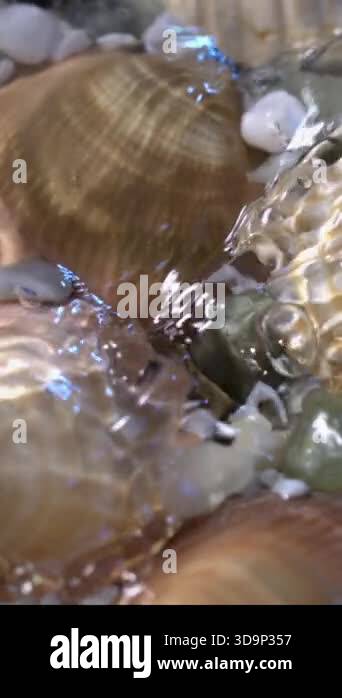 Close-up view of shells and stones in shallow water as they interact ...