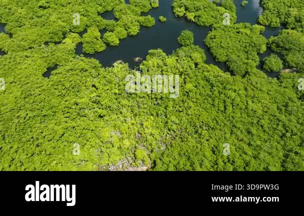 Dense mangrove forest with dark waterways and lagoons weaving through ...