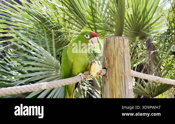 Green parrot eats an apple in a park with trees in the background. High ...