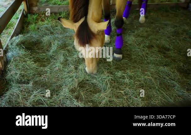 horse eating dry hay inside a wooden stable stall. The horse calmly ...