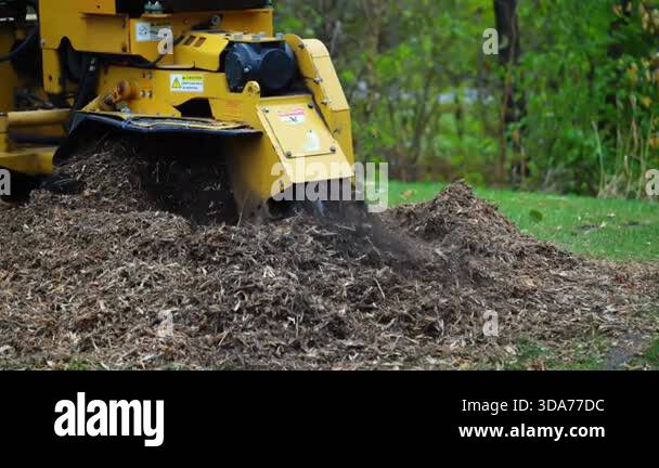 Professional stump grinding machine cutting through a tree stump in a ...