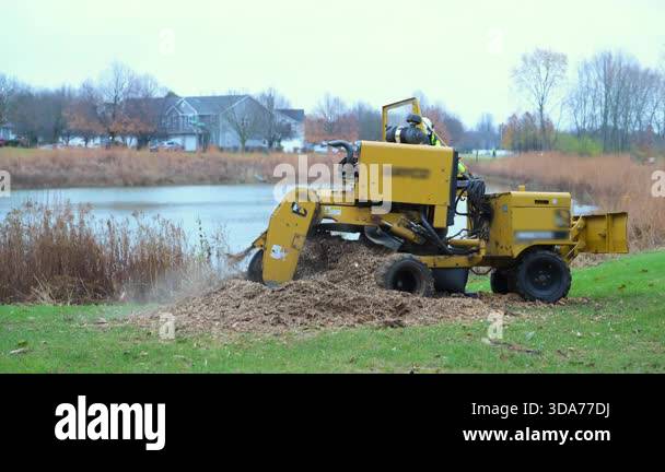 Professional stump grinding machine cutting through a tree stump in a ...
