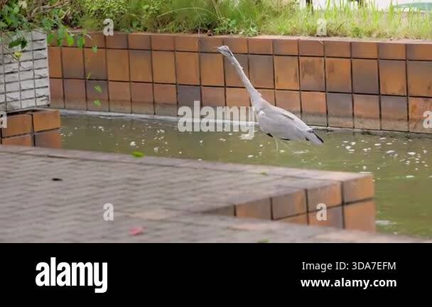 Slow motion showing a white heron taking off gracefully over a tranquil ...