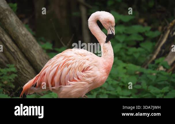 Flamingo standing elegantly with neck curved in tranquil pose. Pink ...