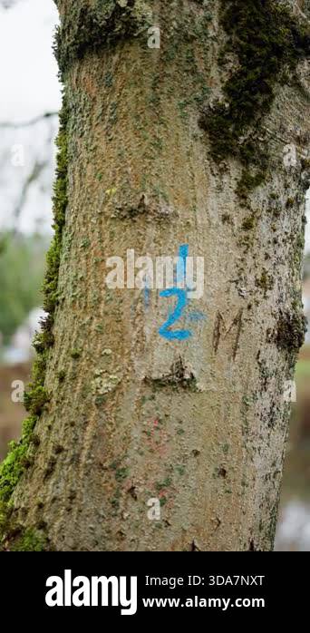 close-up mossy tree trunk marked blue spray-painted 1 2 symbol on rough ...