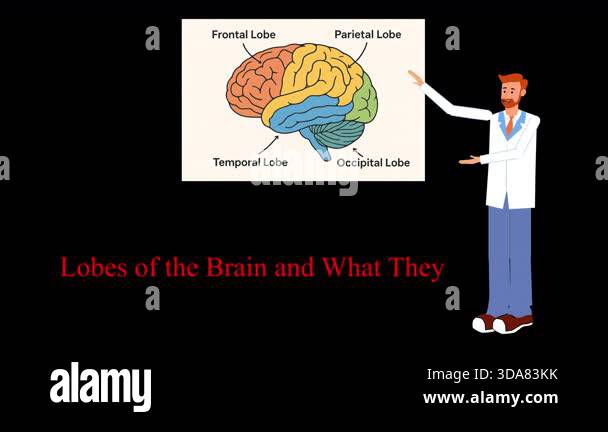 Animated scientist in a white lab coat explaining the human brain on a ...