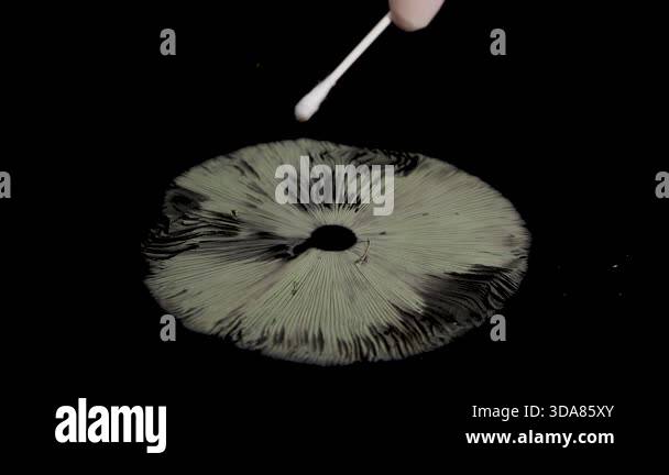 A hand uses a cotton swab to collect spores from a mushroom cap in a ...