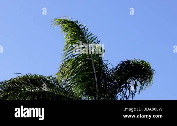 Palm tree moving against a clear blue sky Stock Video Footage - Alamy