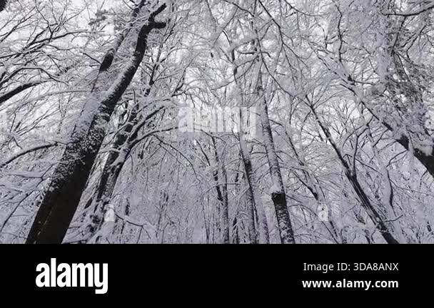 A serene winter forest scene with tall trees covered in fresh snow. The ...