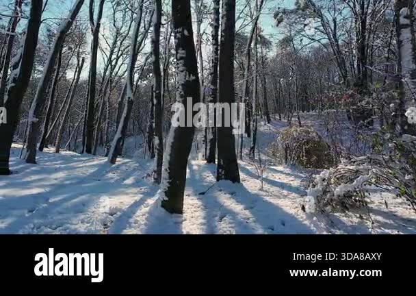 Winter landscape. Snow-covered ground and trees against a blue sky ...