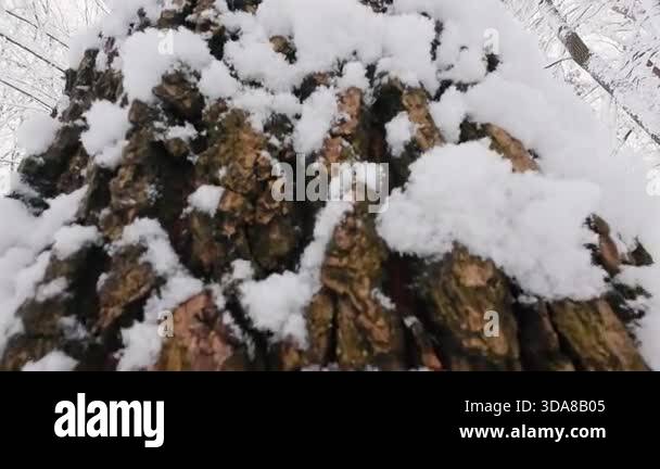A close-up shot of a snow-covered tree trunk in a winter forest. Thick ...