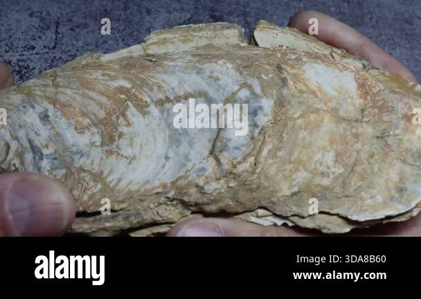 Fossilized giant oyster from the prehistoric times of the ancient sea ...