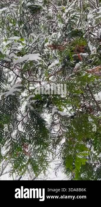 Trunk, bark and branches of a Thuja occidentalis tree covered in snow ...
