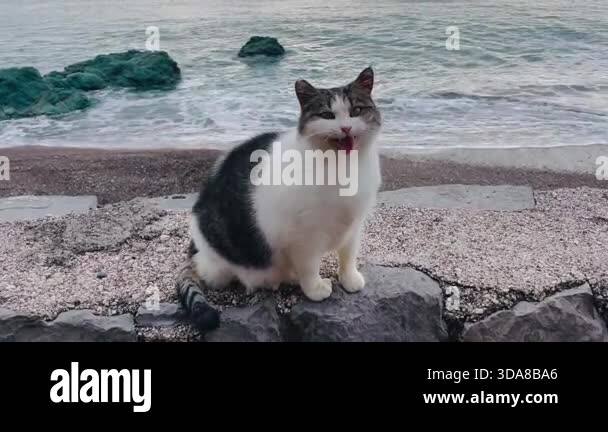 cat perched on rocky beach dusk watchful tabby by teal surf and pebbled ...