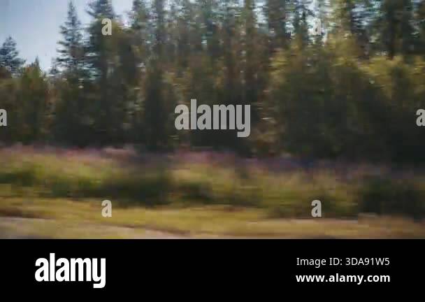 A serene view of a dense forest in Lapland, Sweden, bathed in sunlight ...