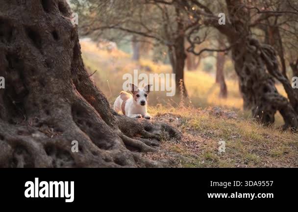 Dry old olive tree Stock Videos & Footage - HD and 4K Video Clips - Alamy