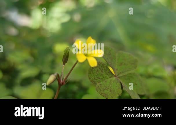 A bright yellow Oxalis flower blooms delicately, with soft petals and a ...