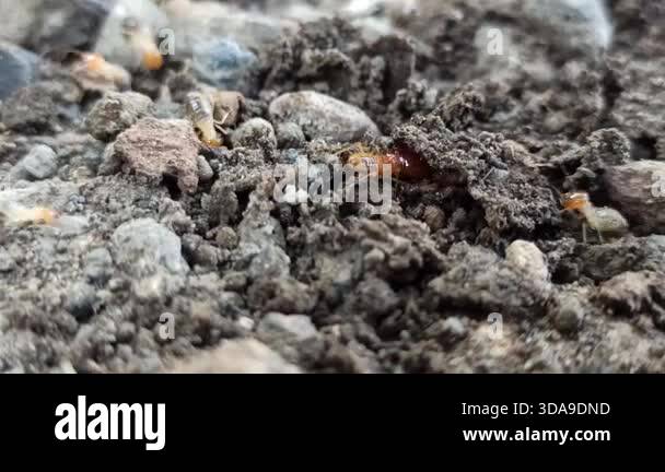 Termites move actively across the soil in front of the house, forming ...