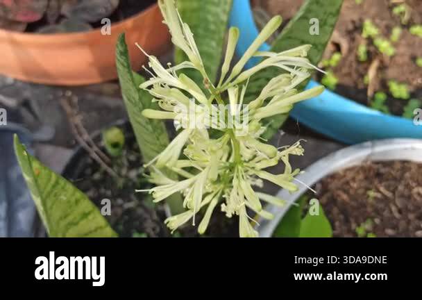A graceful flowering stalk of a snake plant rises tall, with small pale ...