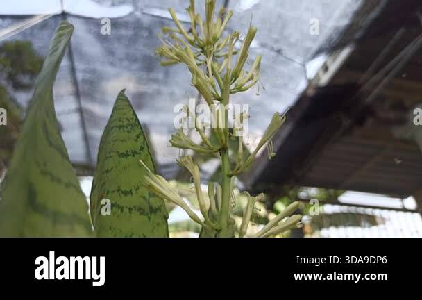 A graceful flowering stalk of a snake plant rises tall, with small pale ...