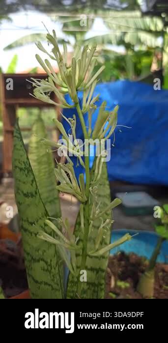 A graceful flowering stalk of a snake plant rises tall, with small pale ...