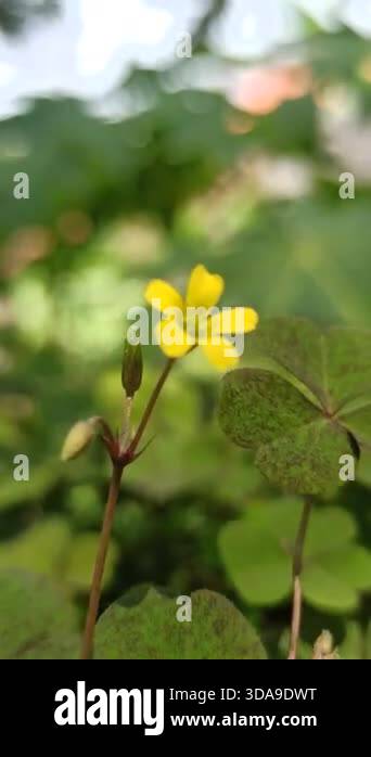 Bright yellow oxalis flower blooms Stock Videos & Footage - HD and 4K ...