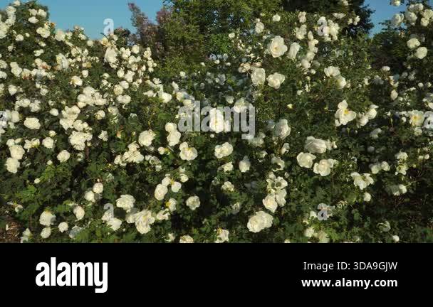 Scotch rose (Rosa spinosissima L.) bushes bloom with white flowers in ...