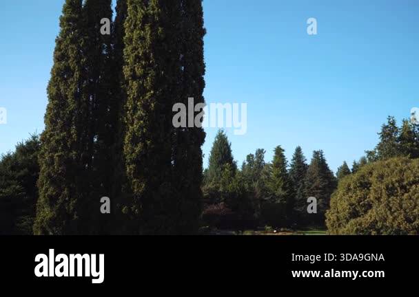 Thuja occidentalis 'Malonyana' trees rise in a landscaped garden, with ...