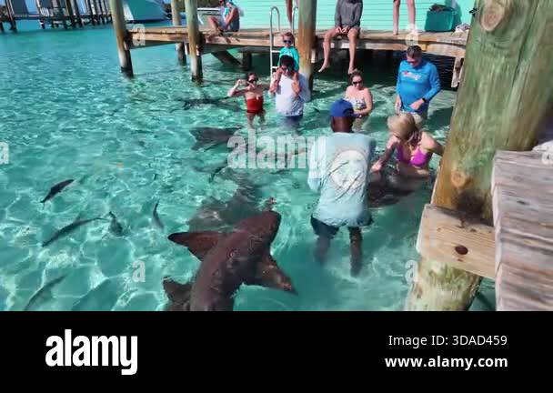 Sharks Diving At Exuma Islands In Black Point Bahamas. Sharks Swimming ...