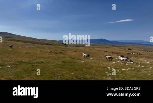 Aerial cinematic drone view of wild horses heard or a group running ...