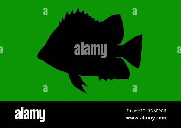 fish silhouette. sea fish. vector illustration Stock Video Footage - Alamy