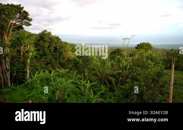 Picturesque Dense green tropical jungle, far in the background blue sea ...