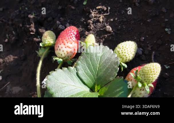 Strawberry ripening half green and half red fruits on an organic ...