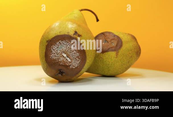 Overripe and rotten pears. Two pears covered with mold. Pears on yellow ...