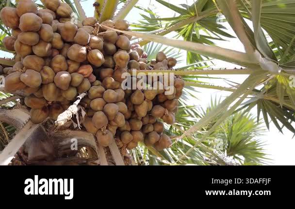 The Lala palm Hyphaene features colorful fruits with a round flat shape ...