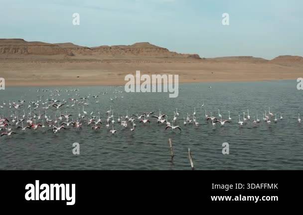 Discover migratory flamingos at Lake Qarun in Fayoum, Egypt. Experience ...