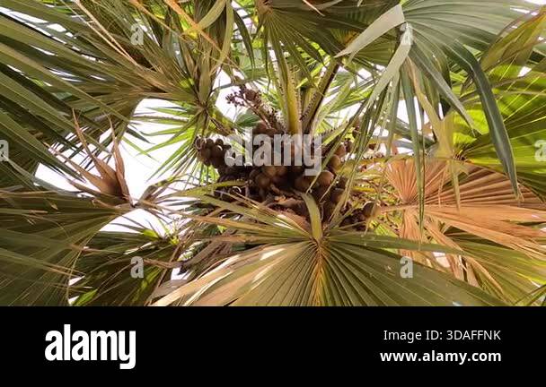 The Lala palm Hyphaene features vibrant round flat fruits with hard ...