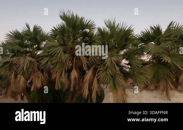The Lala palm Hyphaene features colorful fruits that are round, flat ...