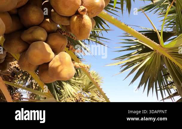 The Lala palm or Hyphaene features colorful fruits with a round flat ...