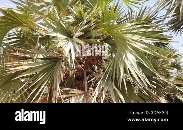 The Lala palm Hyphaene features colorful fruits with a round flat hard ...