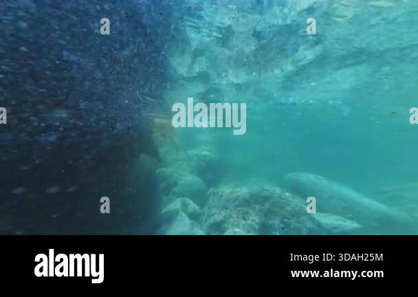 Underwater Hot Springs and Kelp in Palos Verdes California Coast USA ...