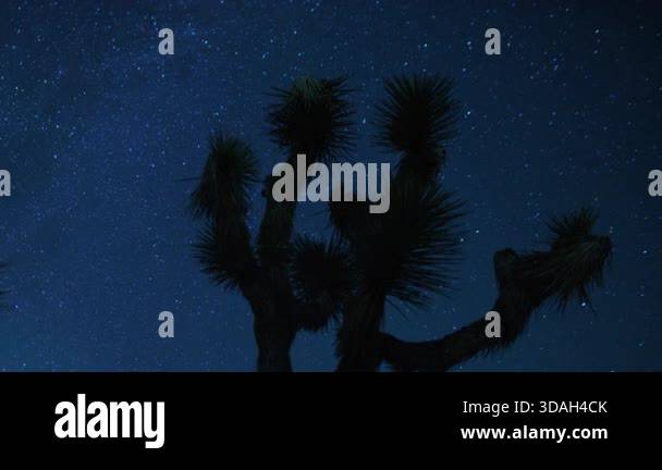 Joshua Tree National Park Milky Way Galaxy Over Joshua Tree Northeast ...
