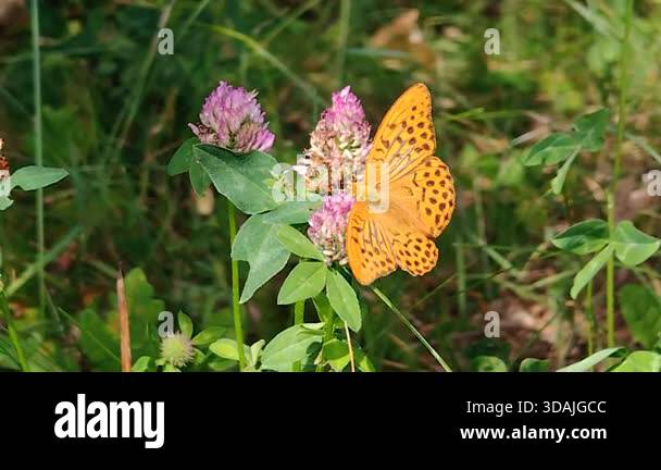 Spotted clover Stock Videos & Footage - HD and 4K Video Clips - Alamy