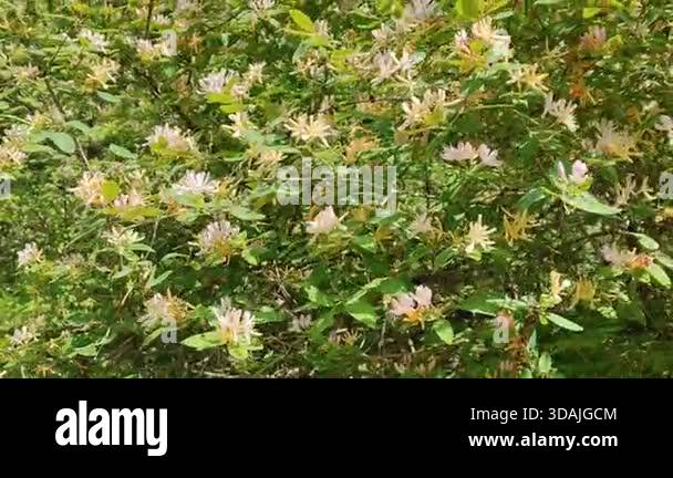 Fragrant pink shrub Stock Videos & Footage - HD and 4K Video Clips - Alamy