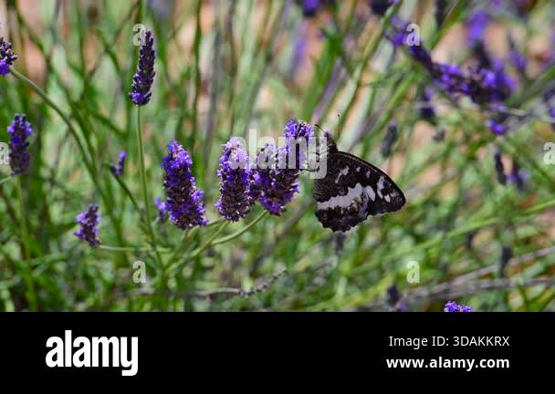 Butterfly sitting on blossoming lavender in the Provence in France ...